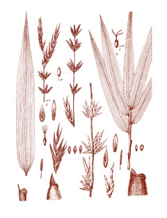 Bambusa nutans – Native Plant Search