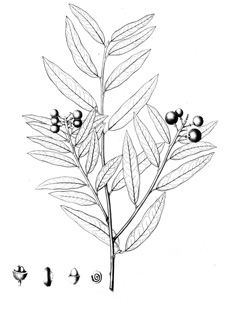 Boscia senegalensis – Native Plant Search