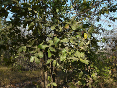 Buchanania lanzan – Native Plant Search