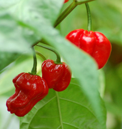 Capsicum chinense – Native Plant Search