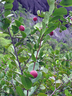 Chrysobalanus icaco – Native Plant Search