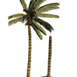 Cocos nucifera – Native Plant Search