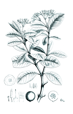 Couma utilis – Native Plant Search