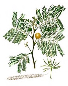 Leucaena leucocephala – Native Plant Search