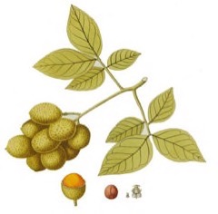 Melicoccus bijugatus – Native Plant Search