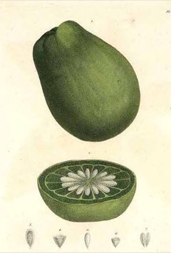 Myrianthus arboreus – Native Plant Search