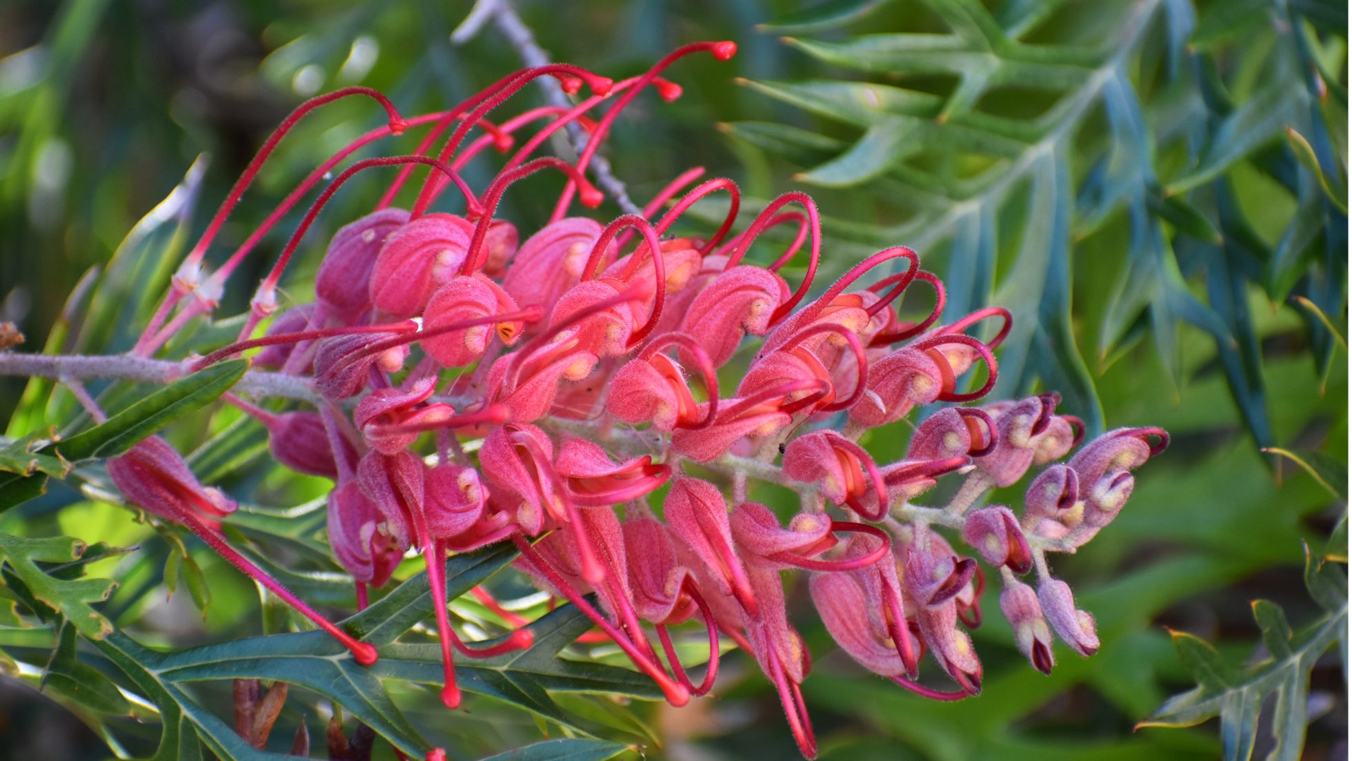 Native Plants – Native Plant Search