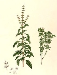 Ocimum tenuiflorum – Native Plant Search