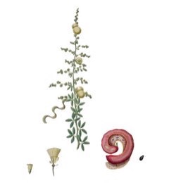 Pithecellobium dulce – Native Plant Search