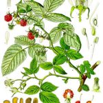 Rubus idaeus – Native Plant Search