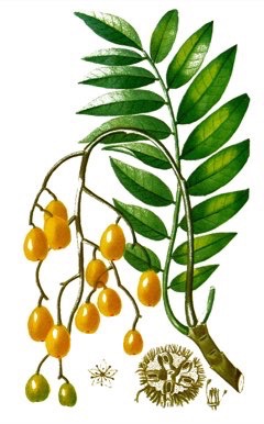 Spondias purpurea – Native Plant Search