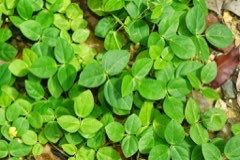 Vigna hosei – Native Plant Search