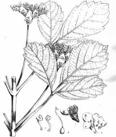 Vitex madiensis – Native Plant Search
