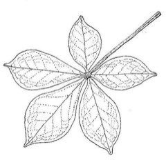 Vitex payos – Native Plant Search