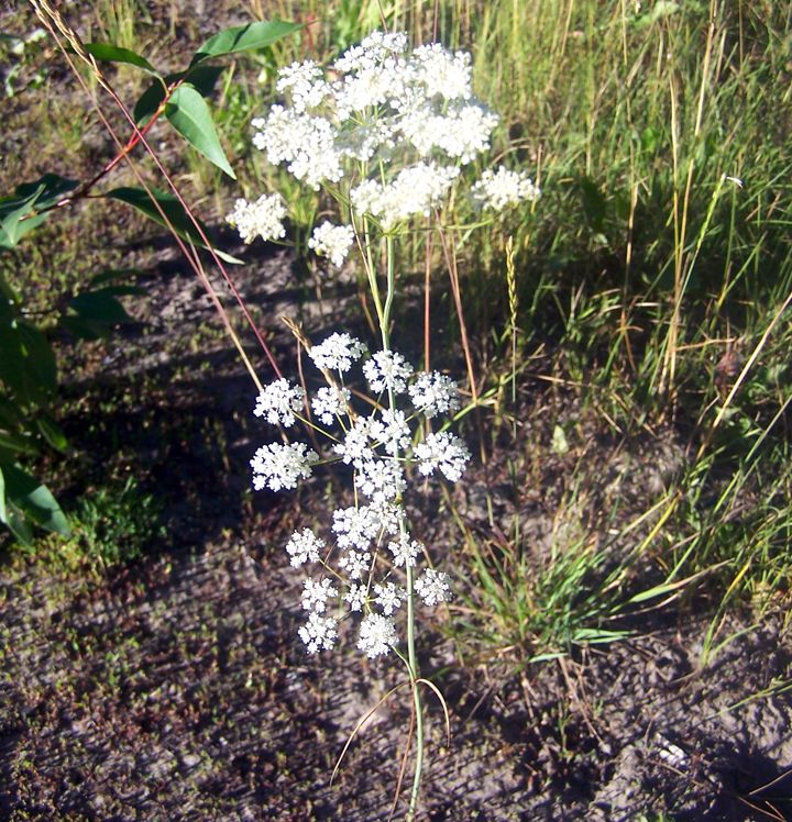 Yampa, Gardner’s yampah, Common yampah