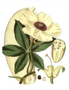 Baobab, Judas Fruit | Adansonia digitata