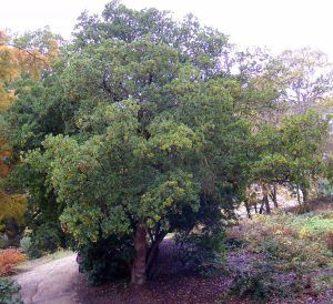Strawberry Tree | Arbutus unedo