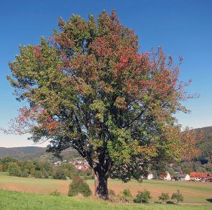 Service Tree, Sorb Apple | Sorbus domestica