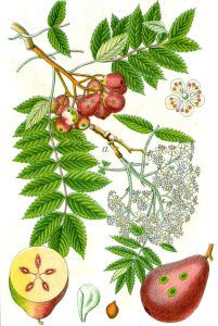 Service Tree, Sorb Apple | Sorbus domestica