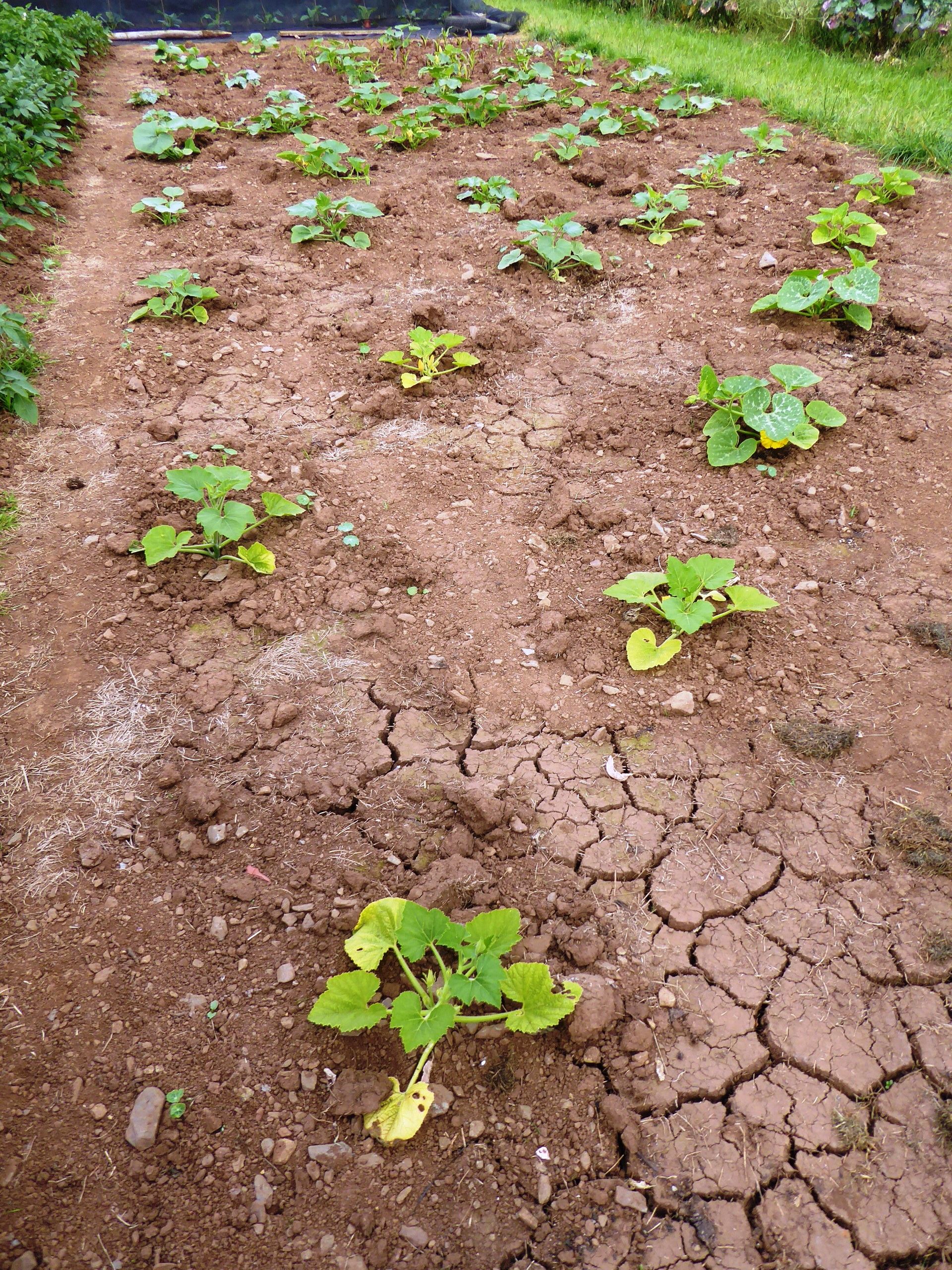 Edible Perennials on a Small Scale – with Incredible Vegetables
