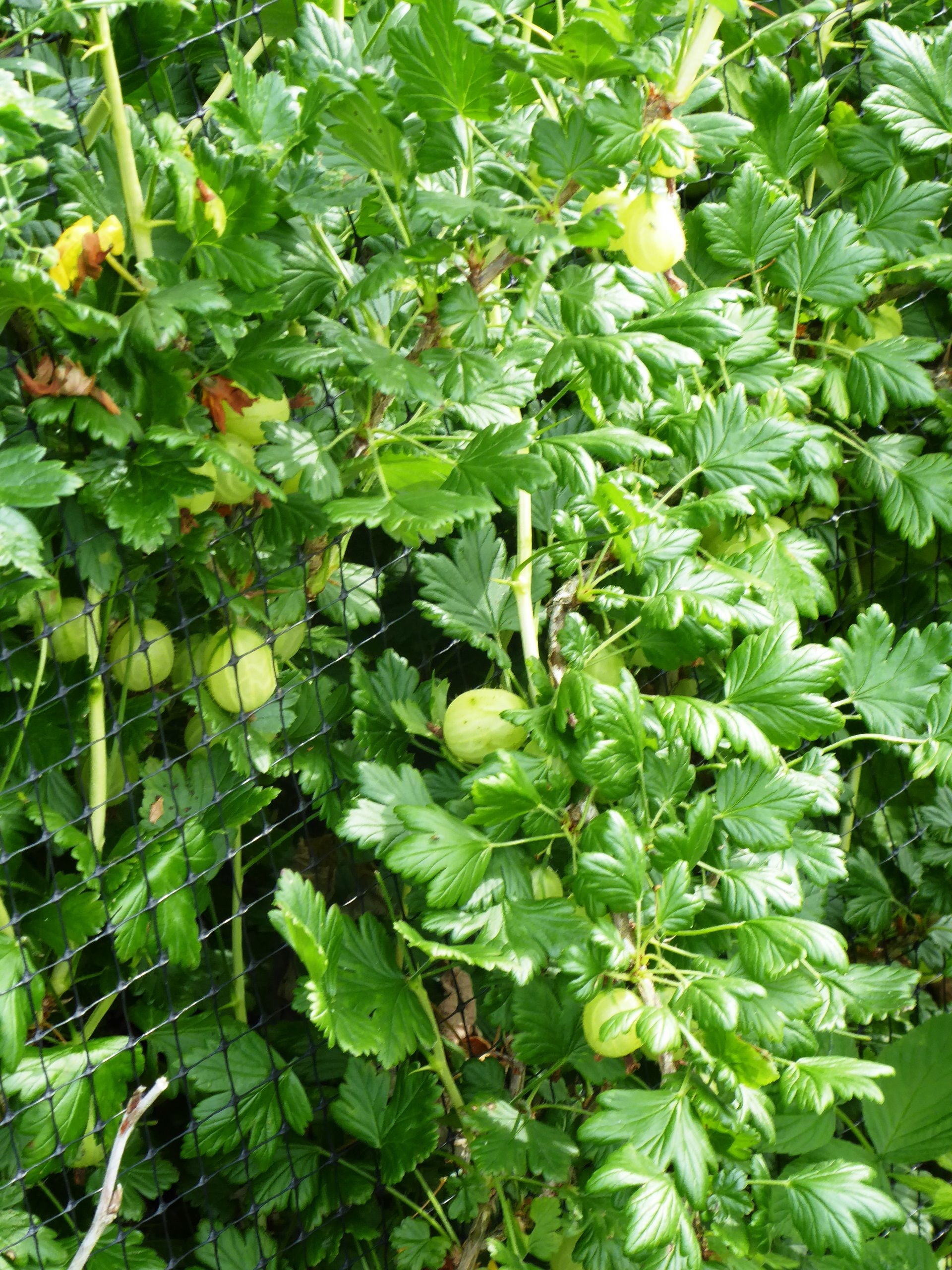 Edible Perennials on a Small Scale – with Incredible Vegetables