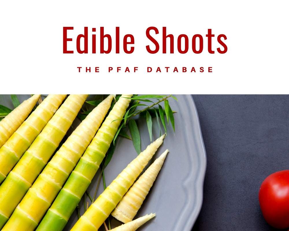 Edible Shoots: Find and Use Edible Plant Shoots