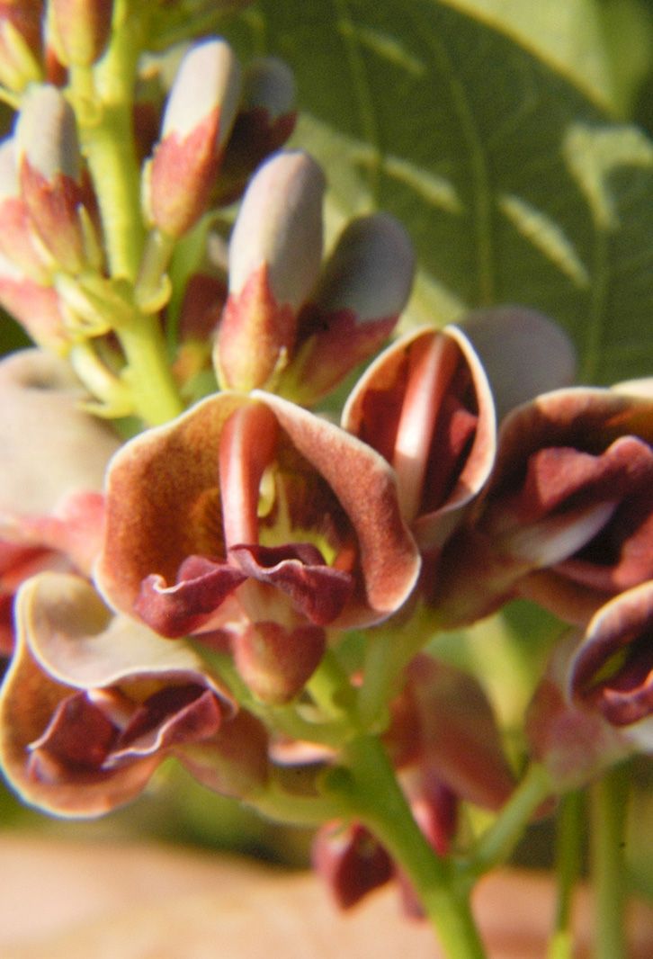 Groundnut, Wild Potato | Apios americana