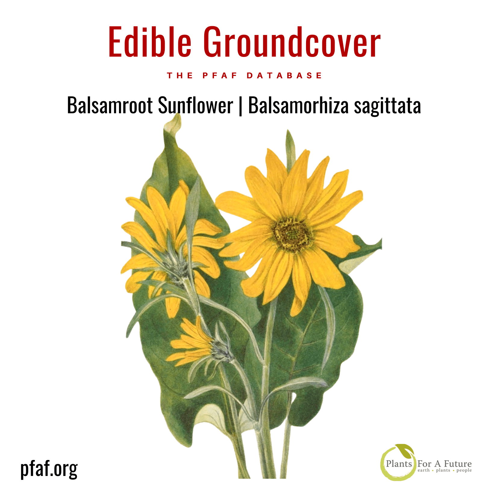 Balsamroot Sunflower | Balsamorhiza sagittata