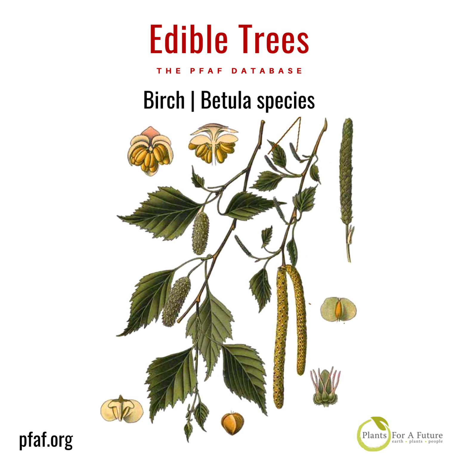 Tropical | Bael Tree | Aegle marmelos