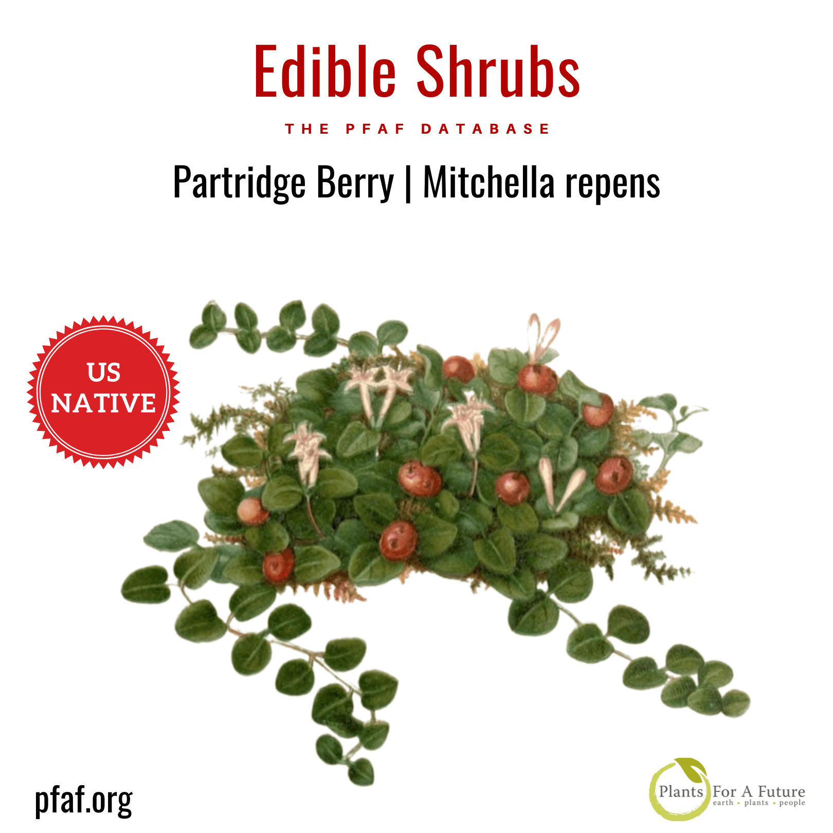 Partridge Berry | Mitchella repens
