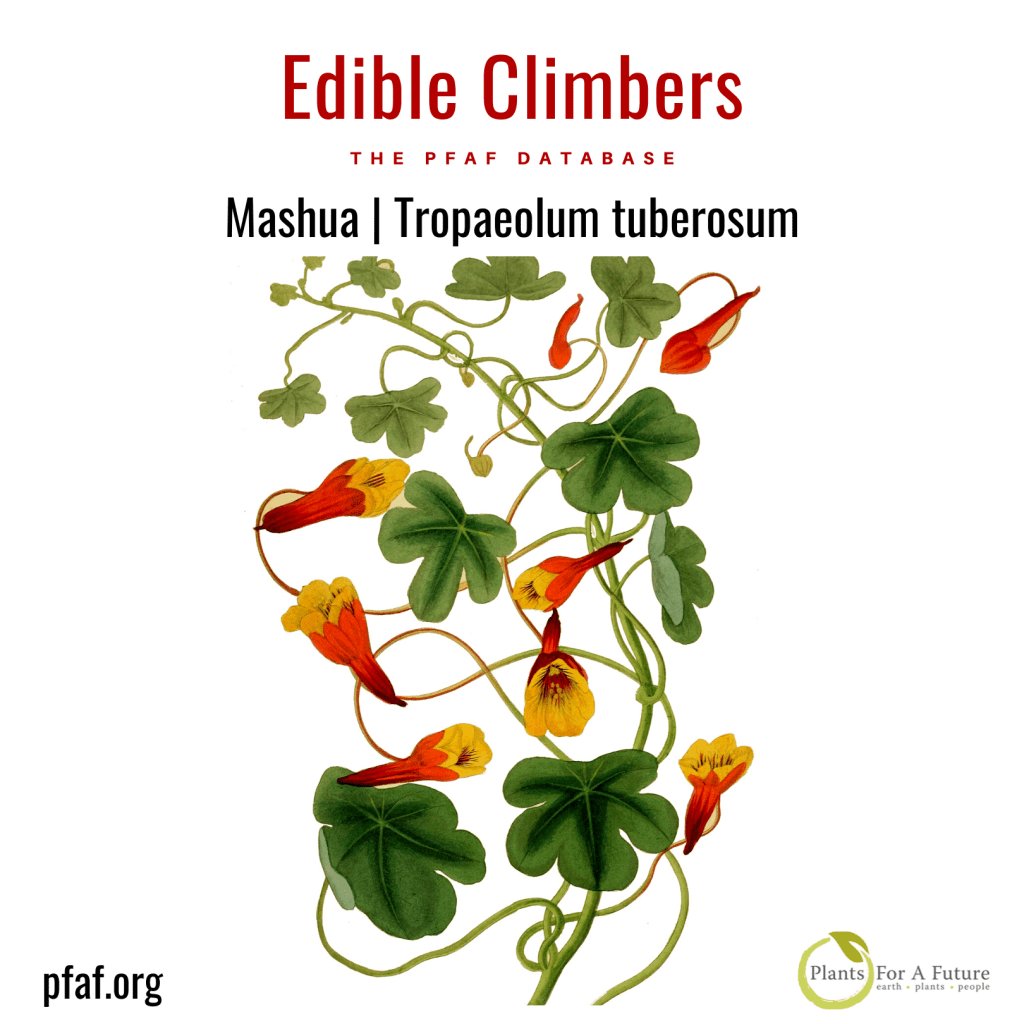 Mashua | Tropaeolum tuberosum