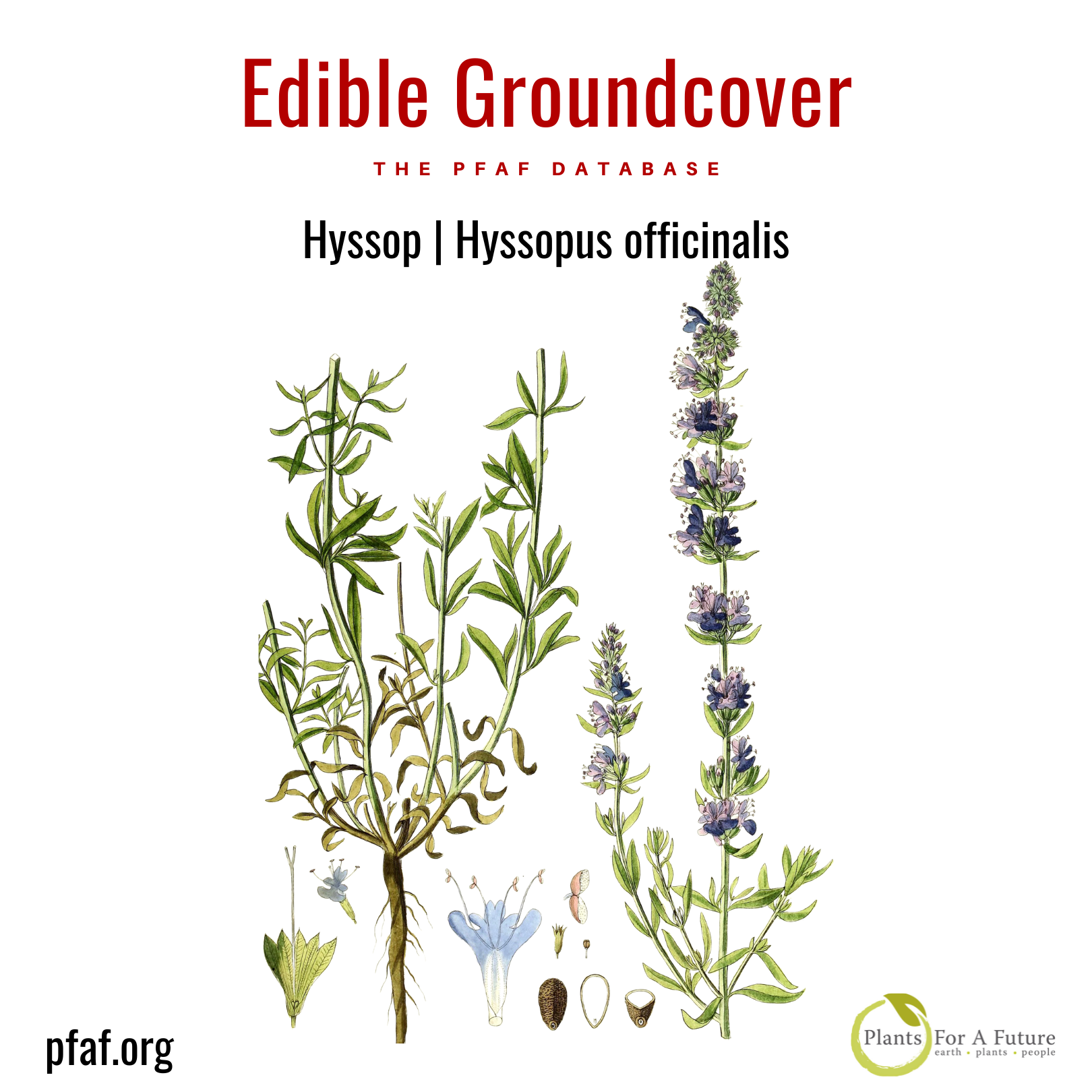 Water Dropwort | Japanese parsley | Oenanthe javanica