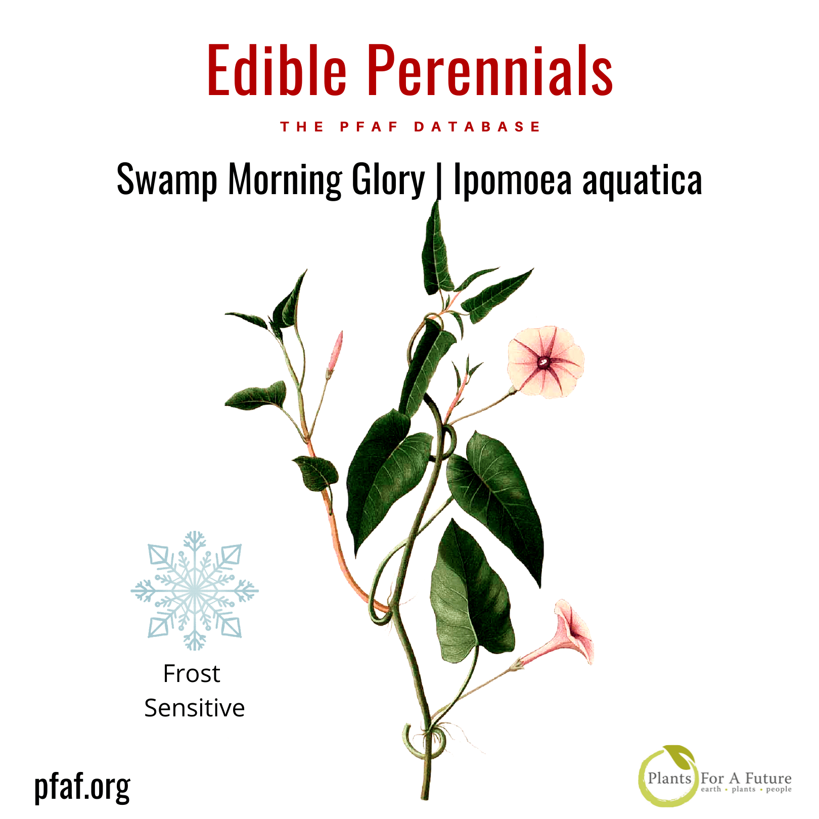 Water Morning Glory or Kangkong