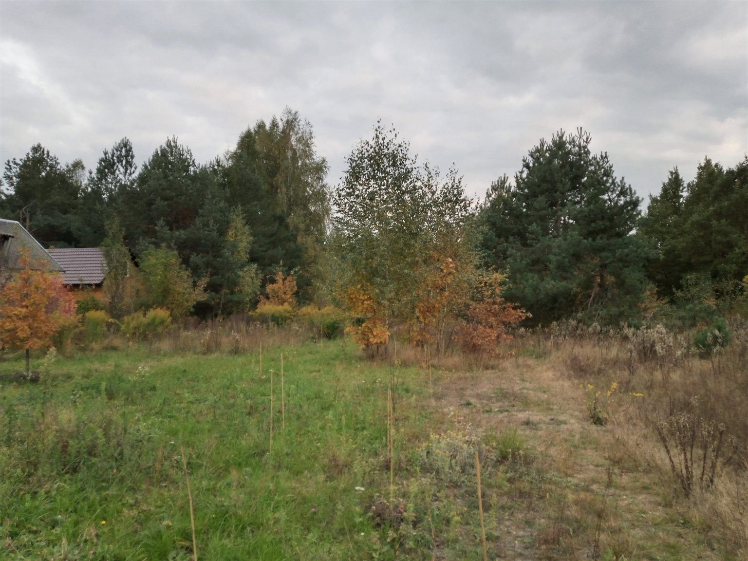 Service Tree, Sorb Apple | Sorbus domestica