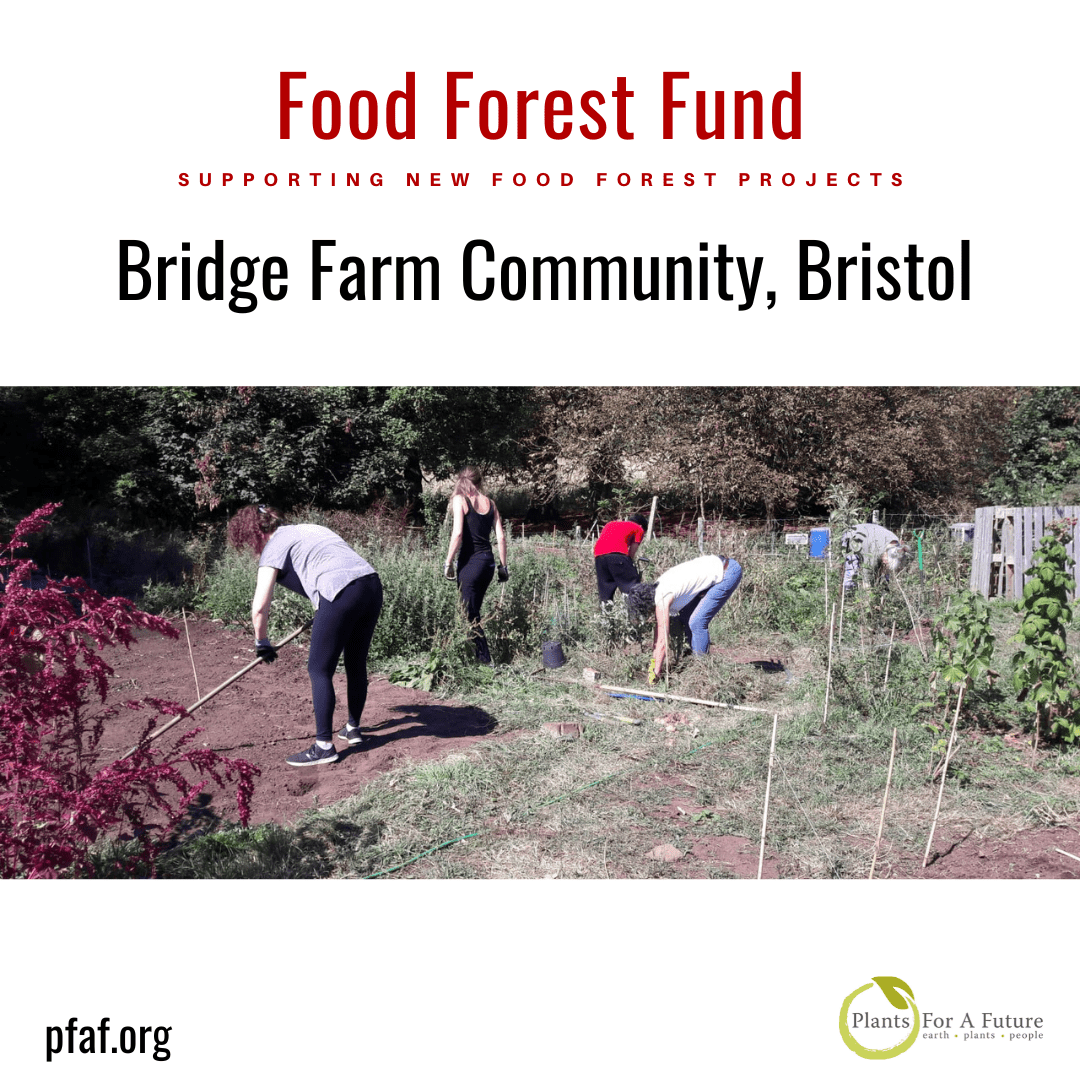 Service Tree, Sorb Apple | Sorbus domestica