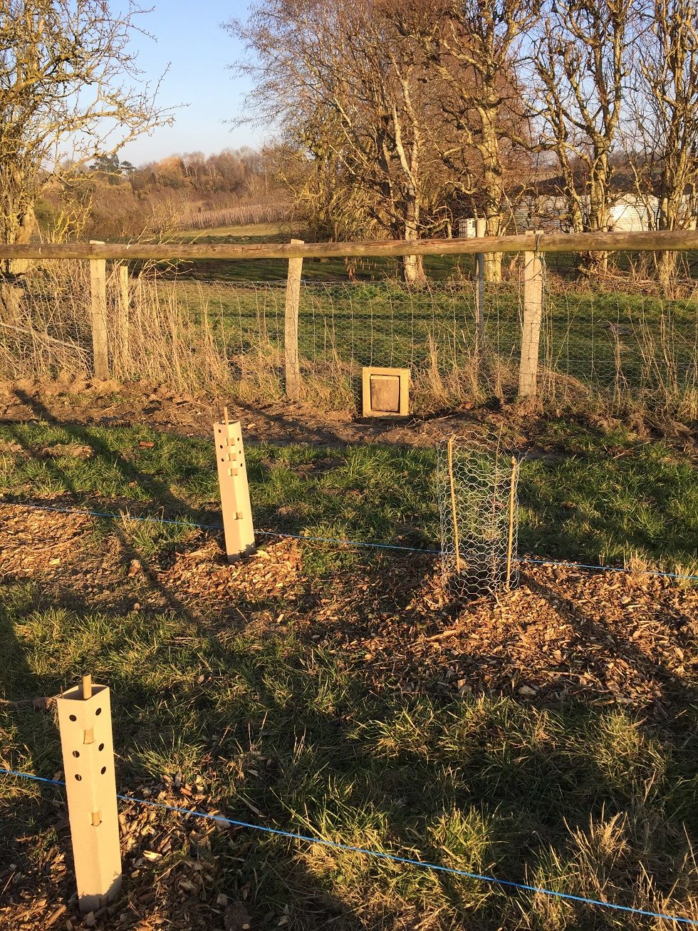 Tree of Life Veganics: A new Food Forest project supported by the PFAF ...
