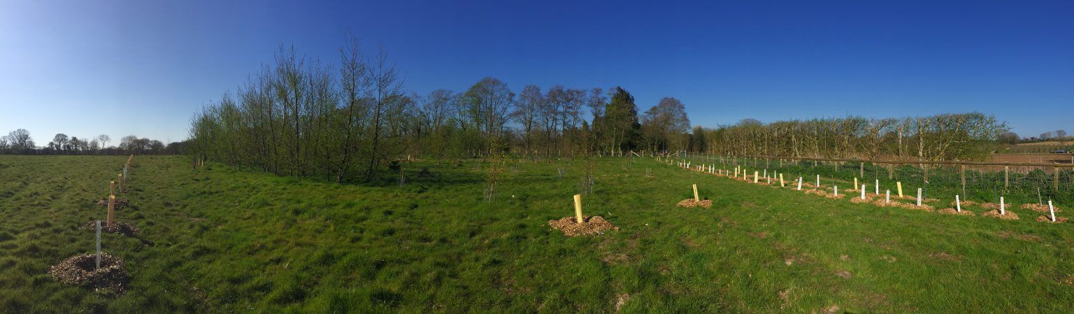 Service Tree, Sorb Apple | Sorbus domestica