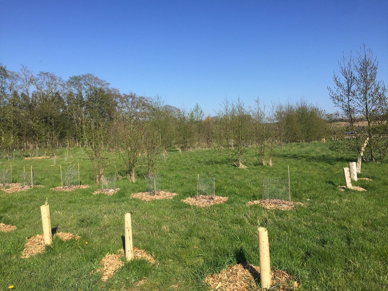 Tree of Life Veganics: A new Food Forest project supported by the PFAF ...