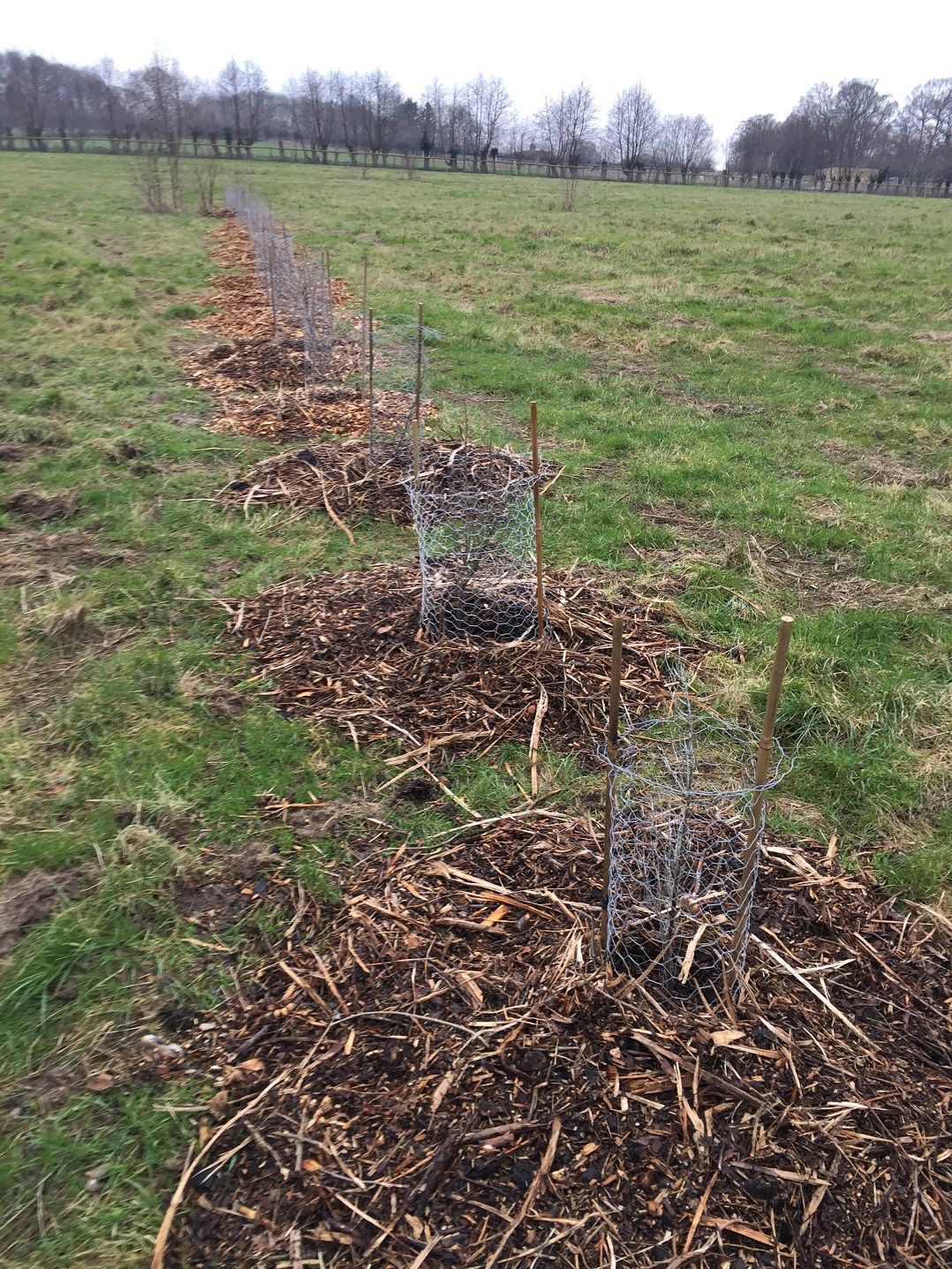 Tree of Life Veganics: A new Food Forest project supported by the PFAF ...