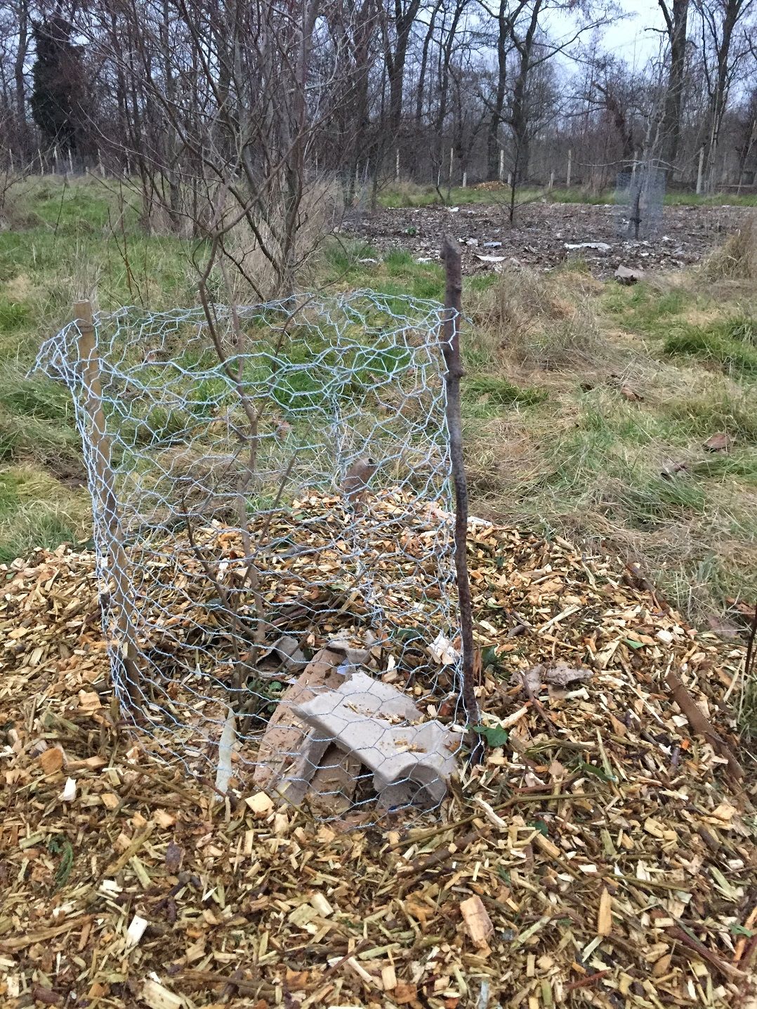 Tree of Life Veganics: A new Food Forest project supported by the PFAF ...