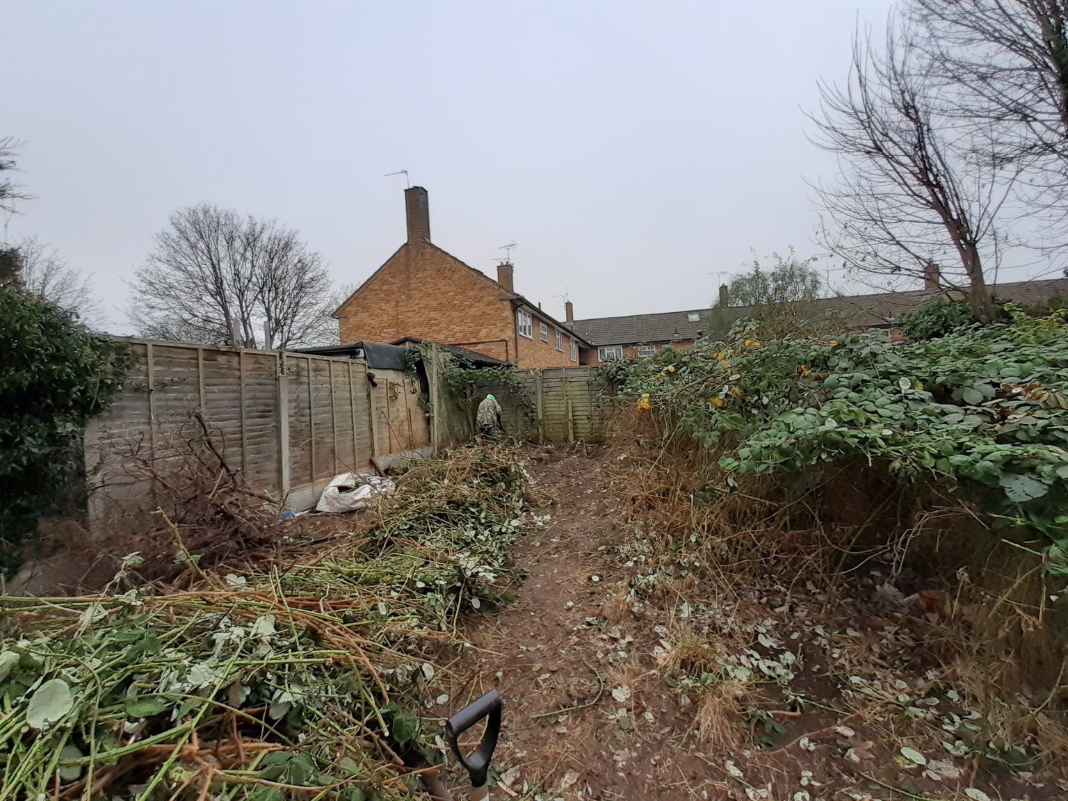 Service Tree, Sorb Apple | Sorbus domestica