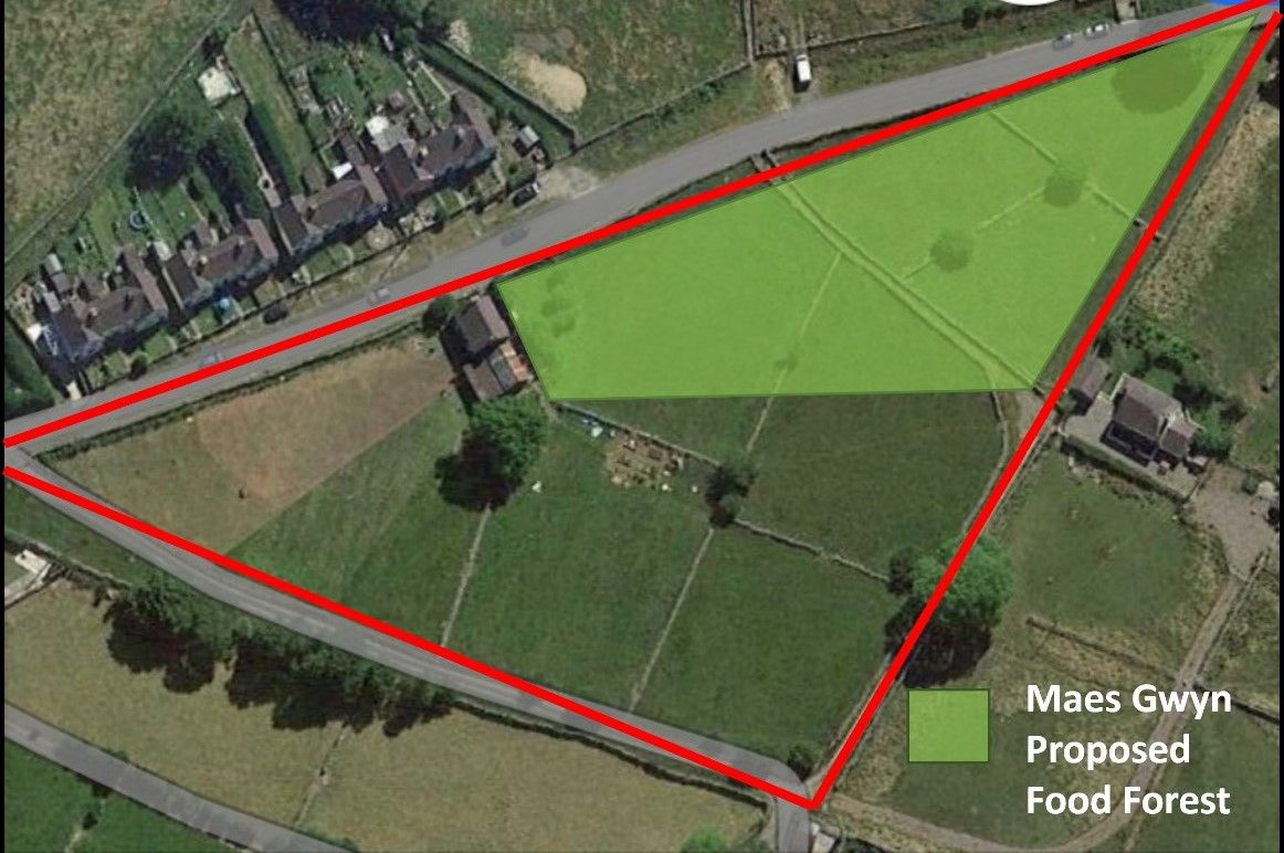 Service Tree, Sorb Apple | Sorbus domestica