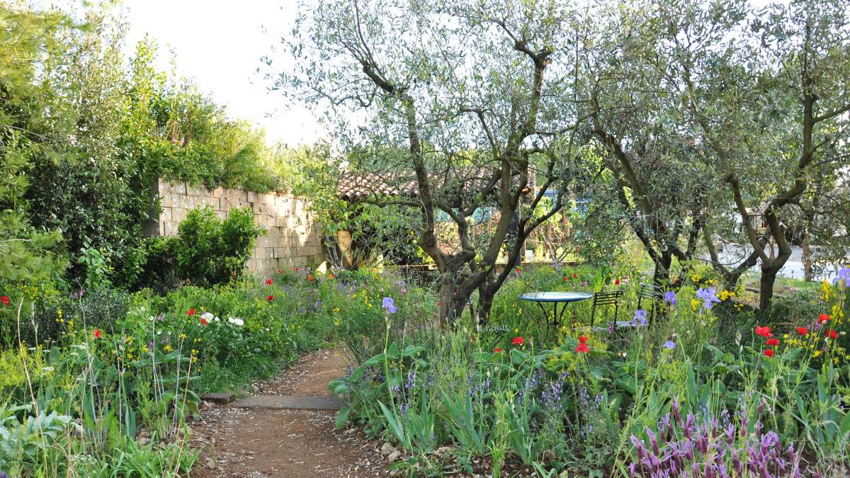 Service Tree, Sorb Apple | Sorbus domestica