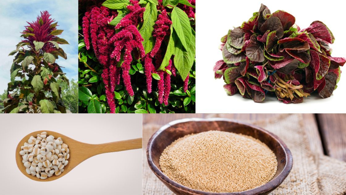 Clover Plants Explained: Edible, Medicinal, and Useful Species Across ...