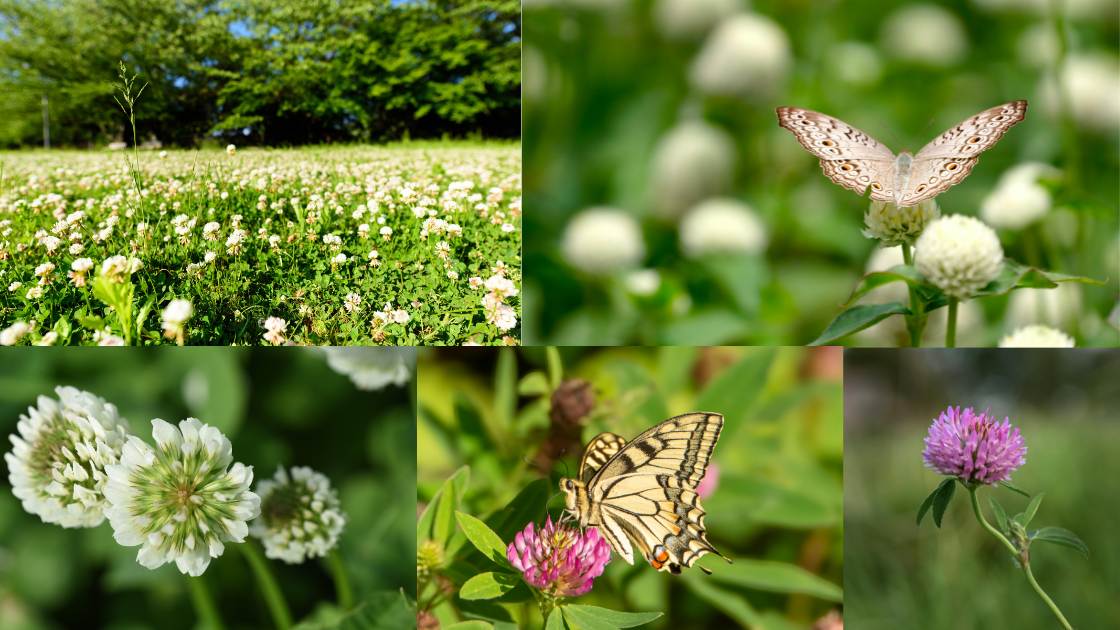 Clover Plants Explained: Edible, Medicinal, and Useful Species Across ...